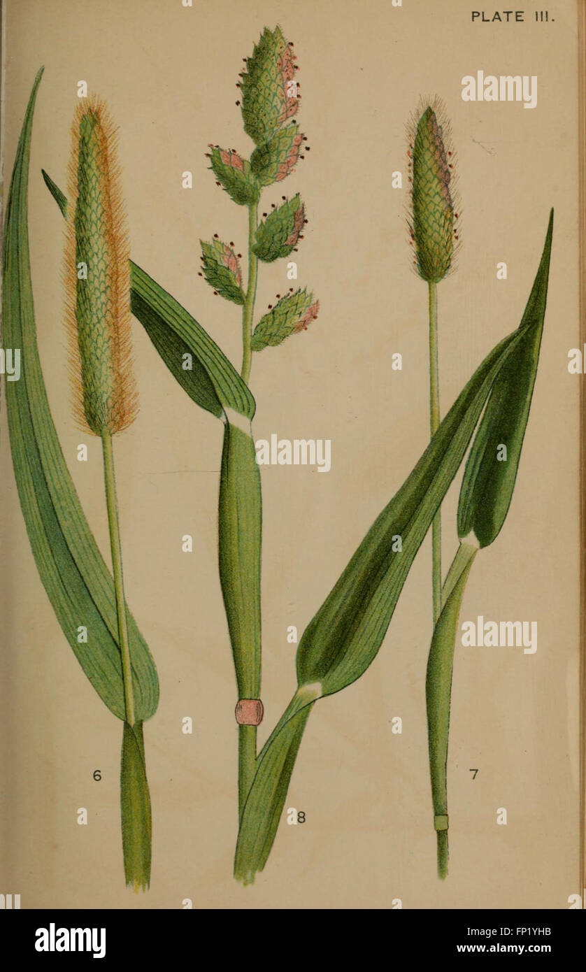 This plate from the 'Manual of British Grasses' illustrates various ...