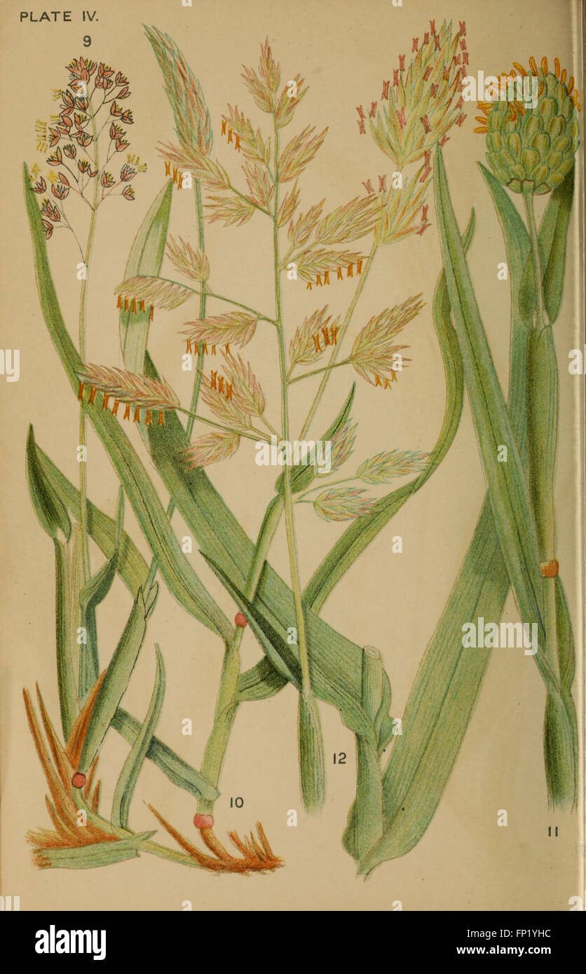 This manual presents various species of British grasses, with a focus ...