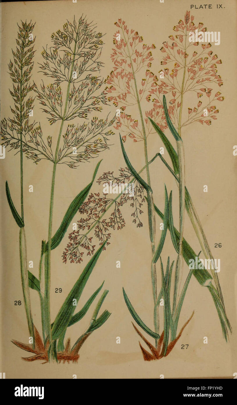 This plate from the Manual of British Grasses showcases various species ...