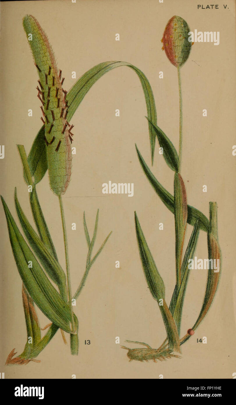 Manual of british grasses hi-res stock photography and images - Alamy