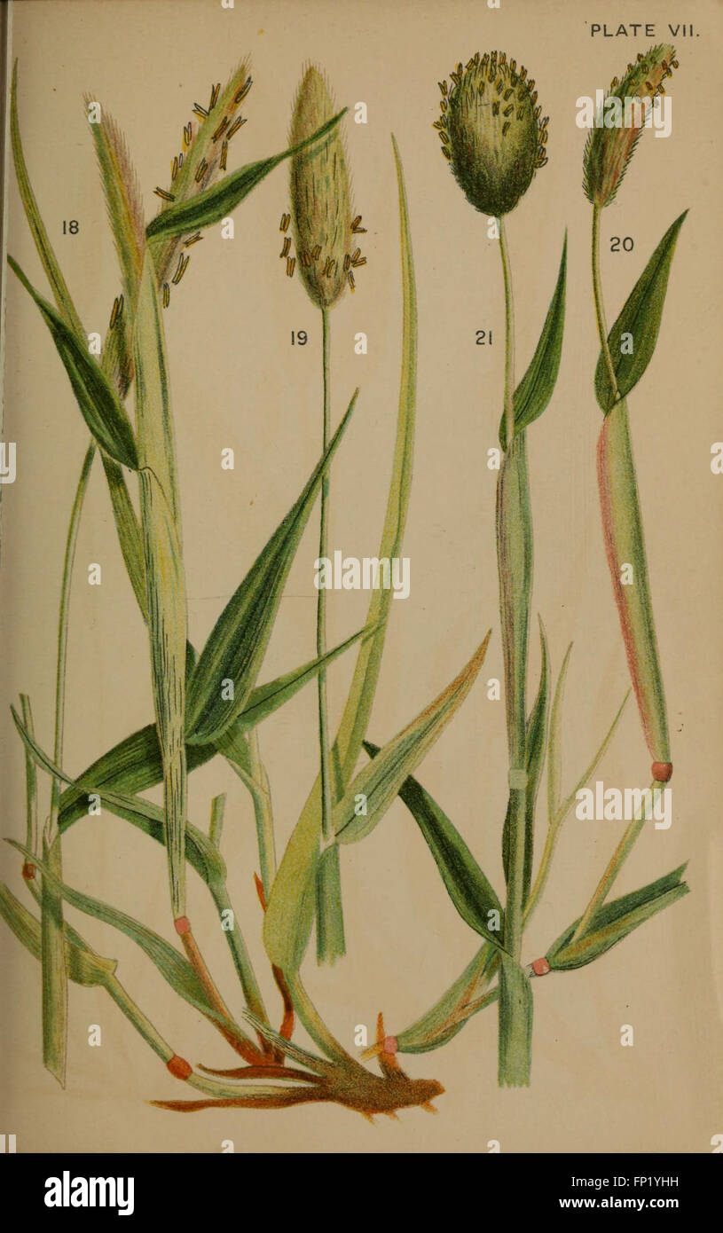 'Manual of British Grasses' provides detailed illustrations of grass ...