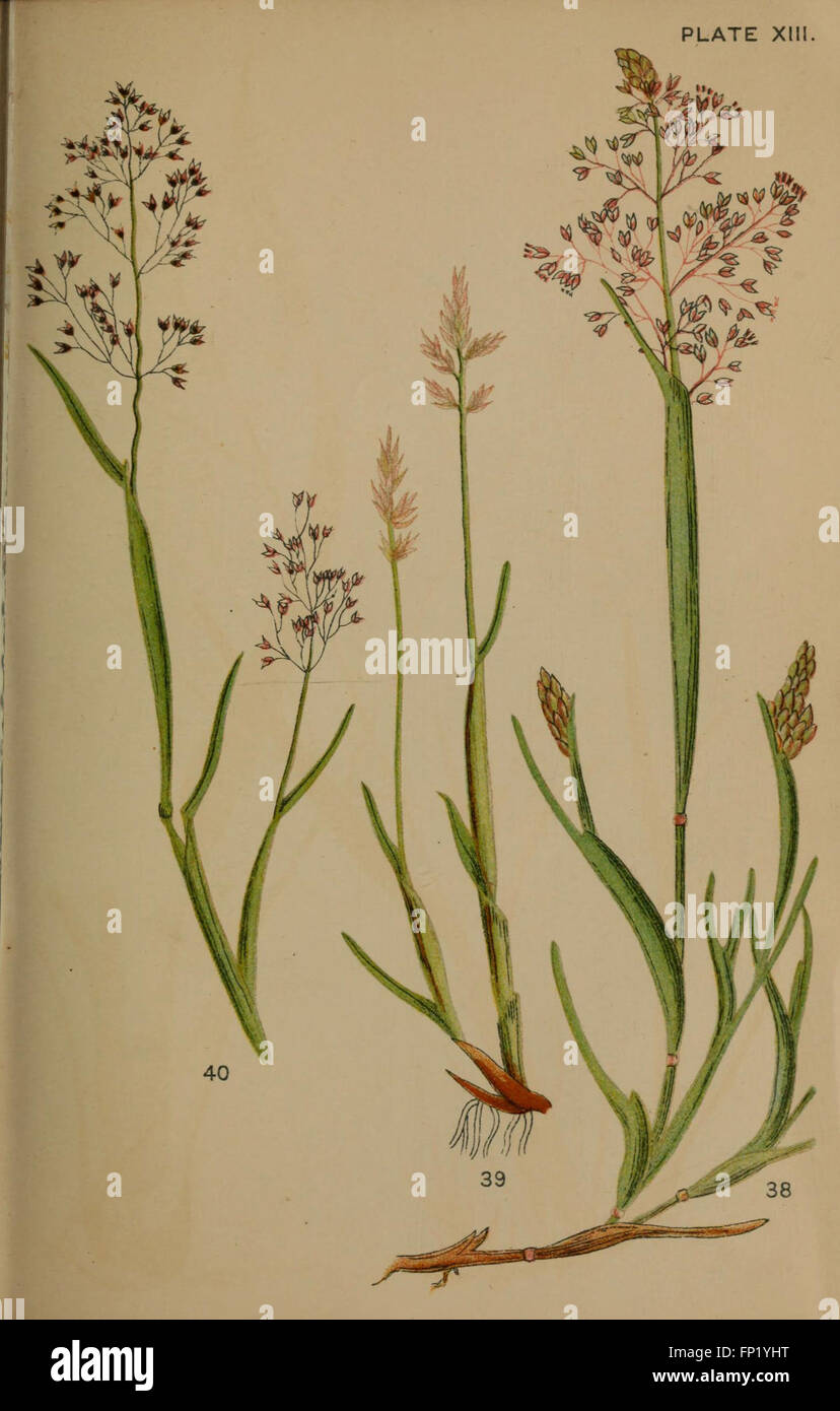 Plate XIII from the 'Manual of British Grasses' showcases various ...