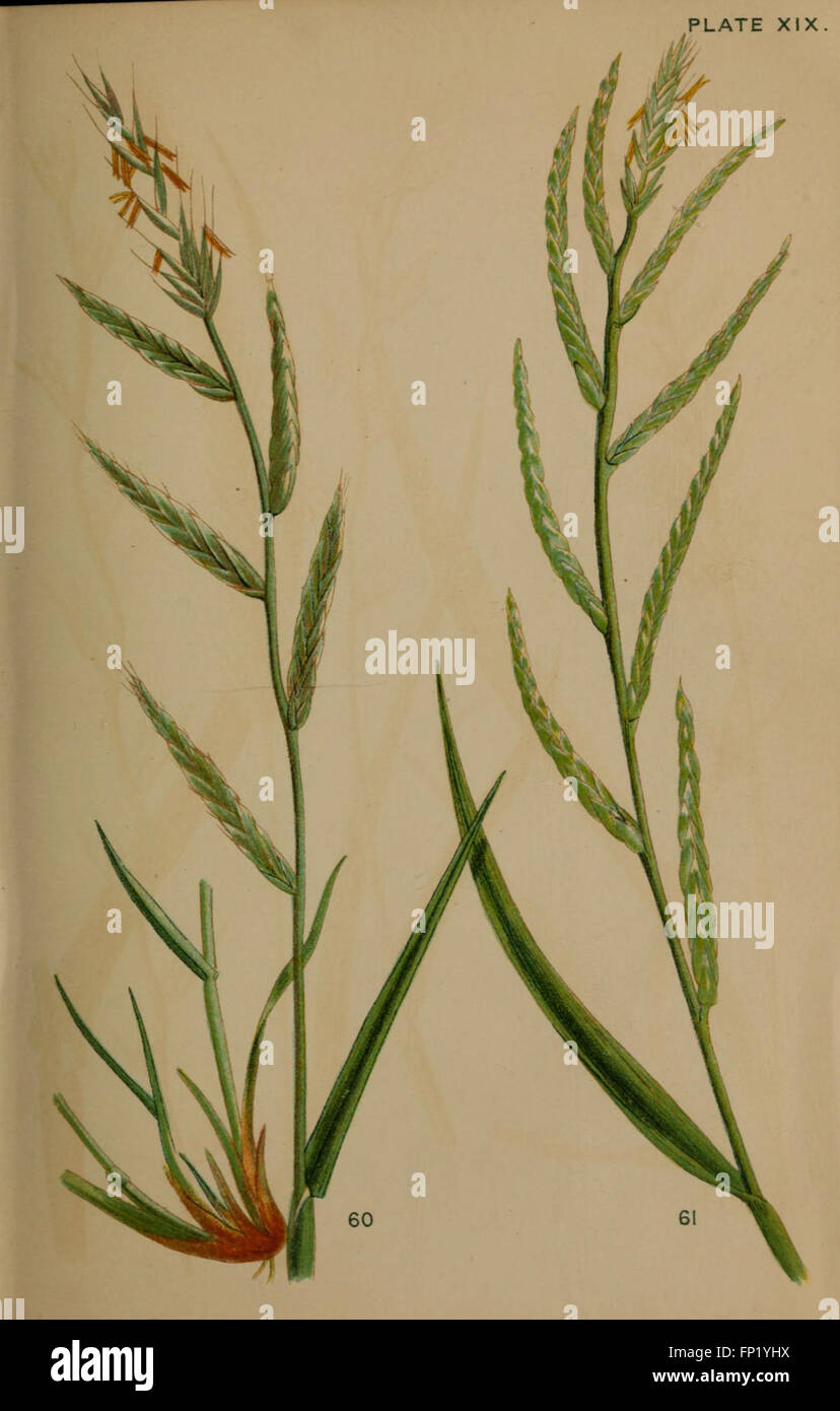 An illustrated guide to the identification and classification of ...