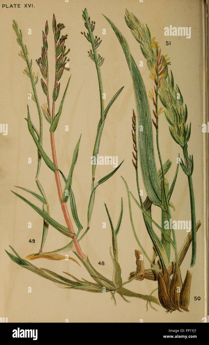 Manual of british grasses hi-res stock photography and images - Alamy