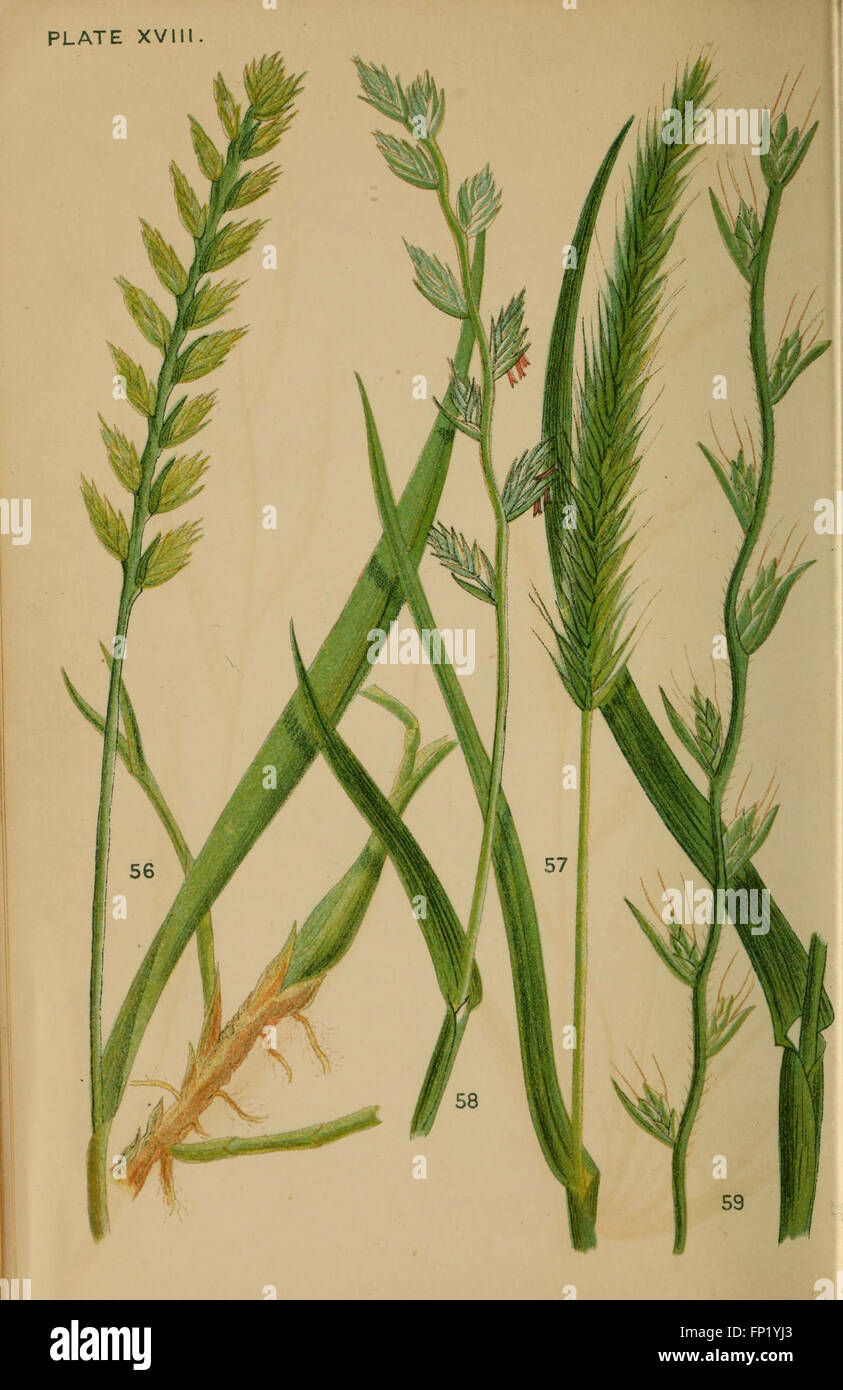 This manual provides a detailed guide to British grasses, including ...