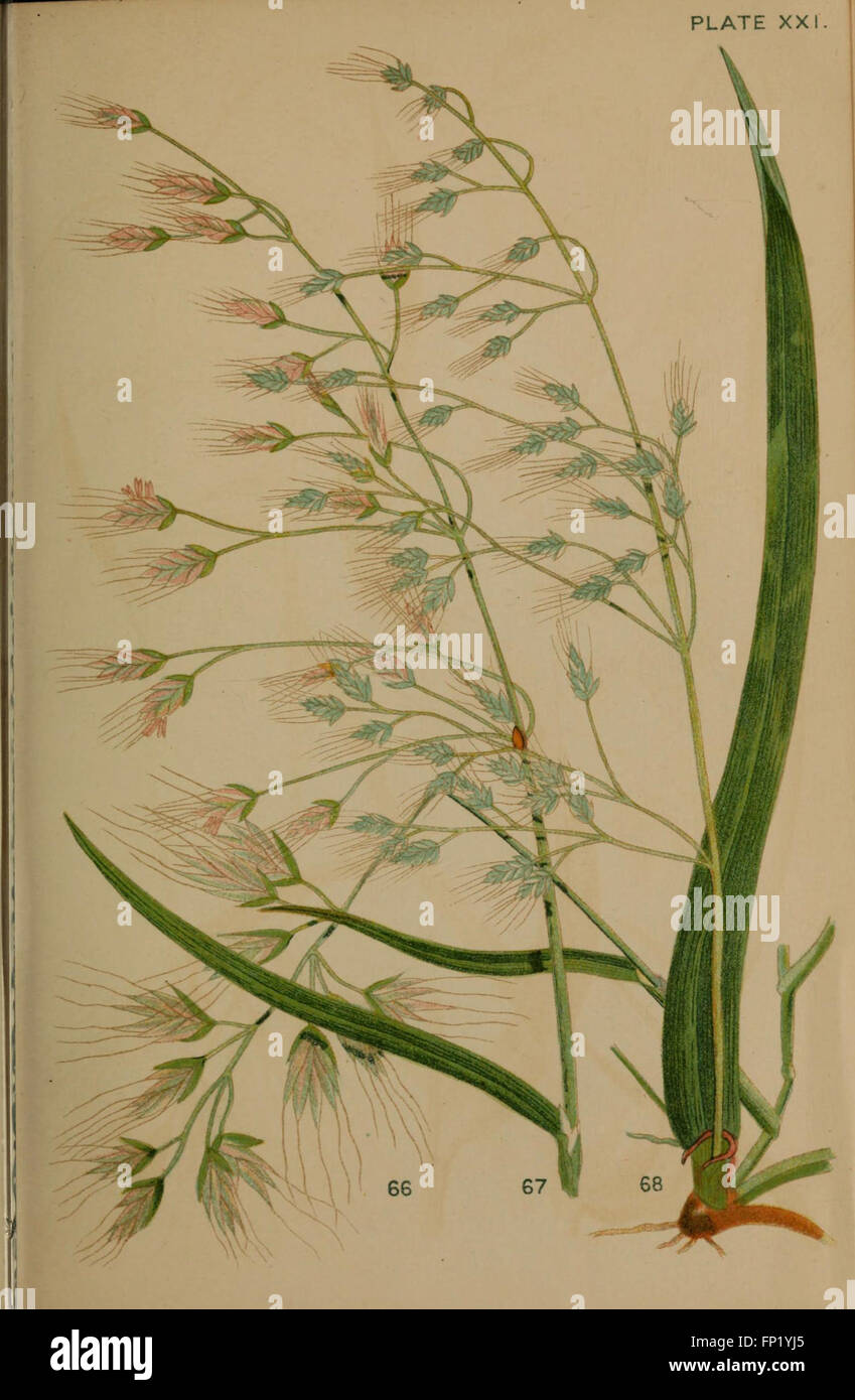 Grasses native hi-res stock photography and images - Alamy