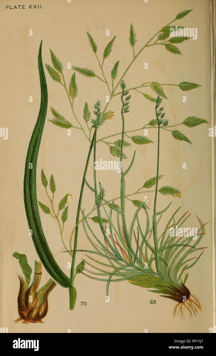 Manual of british grasses hi-res stock photography and images - Alamy