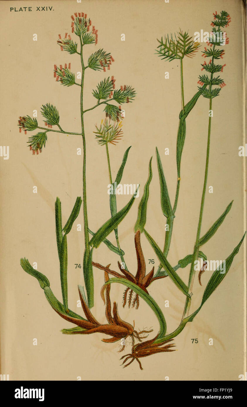 The 'Manual of British Grasses' provides detailed illustrations and ...