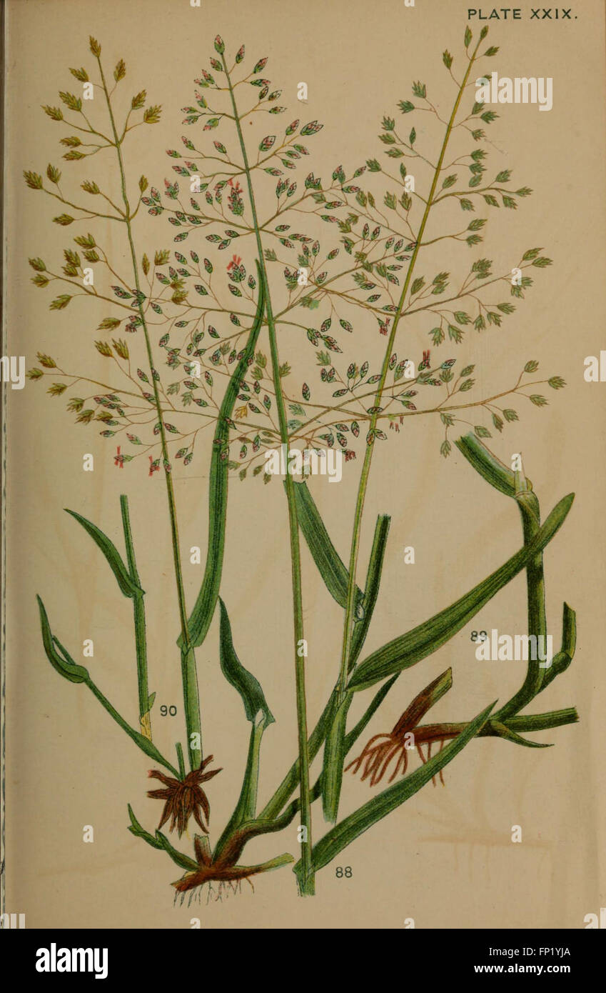 Detailed study of various grass species hi-res stock photography and ...