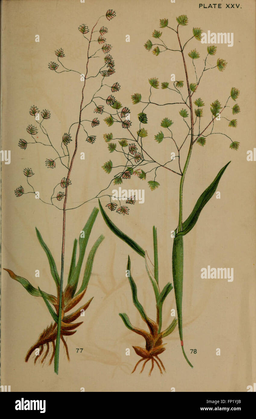Detailed study of various grass species hi-res stock photography and ...
