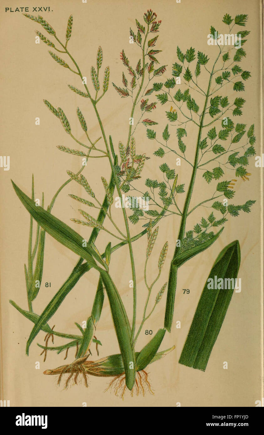 Detailed study of various grass species hi-res stock photography and ...