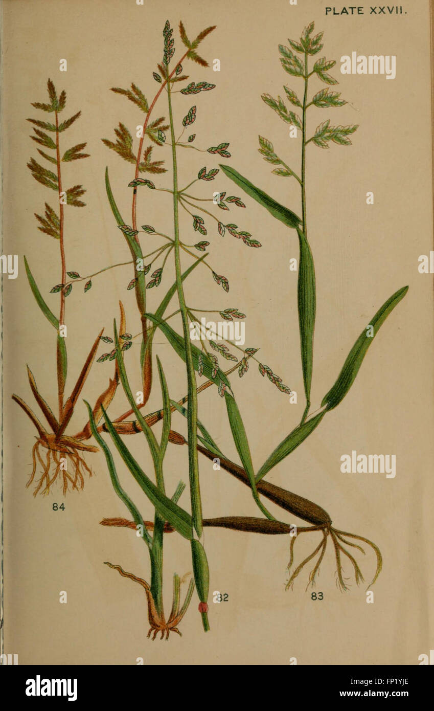 Manual of british grasses hi-res stock photography and images - Alamy