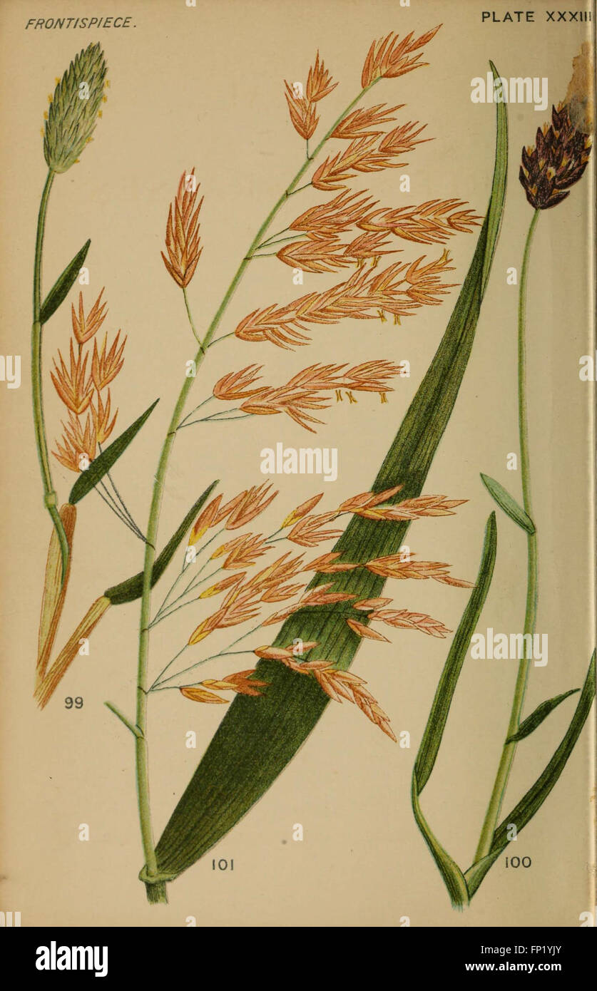This manual provides a comprehensive guide to British grasses, with ...