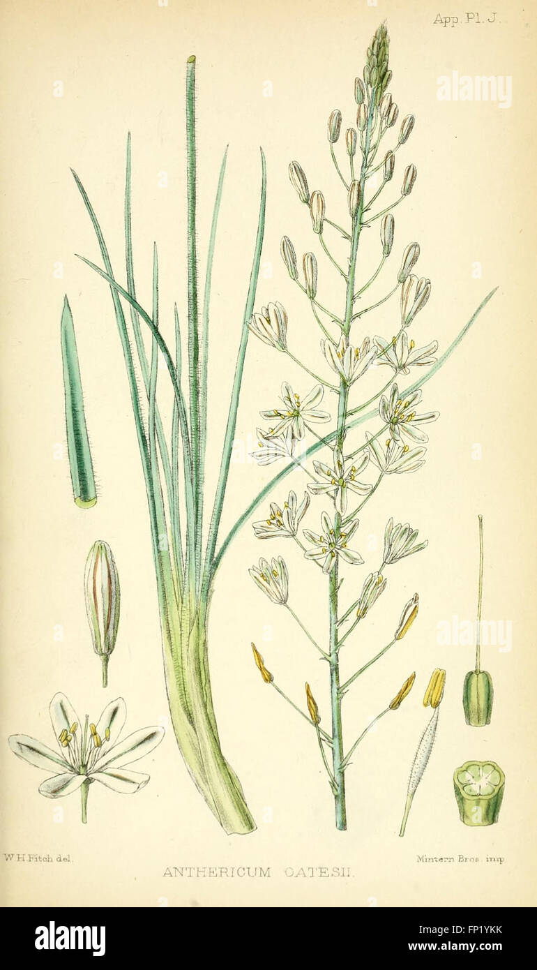 *Matabele Land and the Victoria Falls* provides a detailed exploration ...