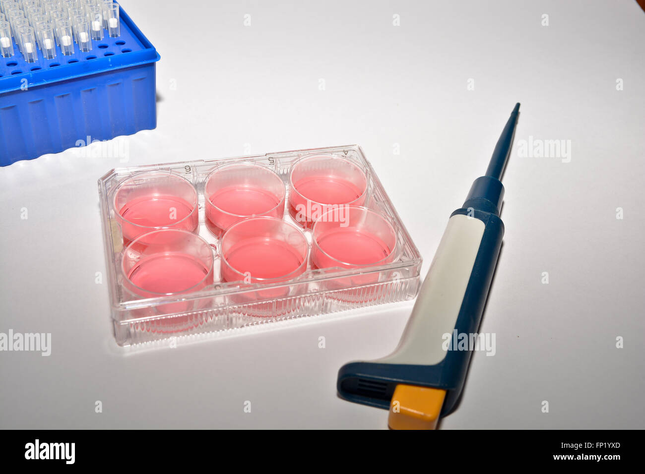 Well plate with culture medium. Cell technologies in biological ...
