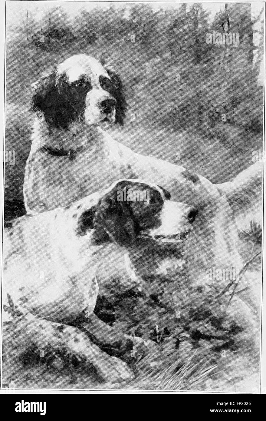 Pointers setters hi-res stock photography and images - Alamy