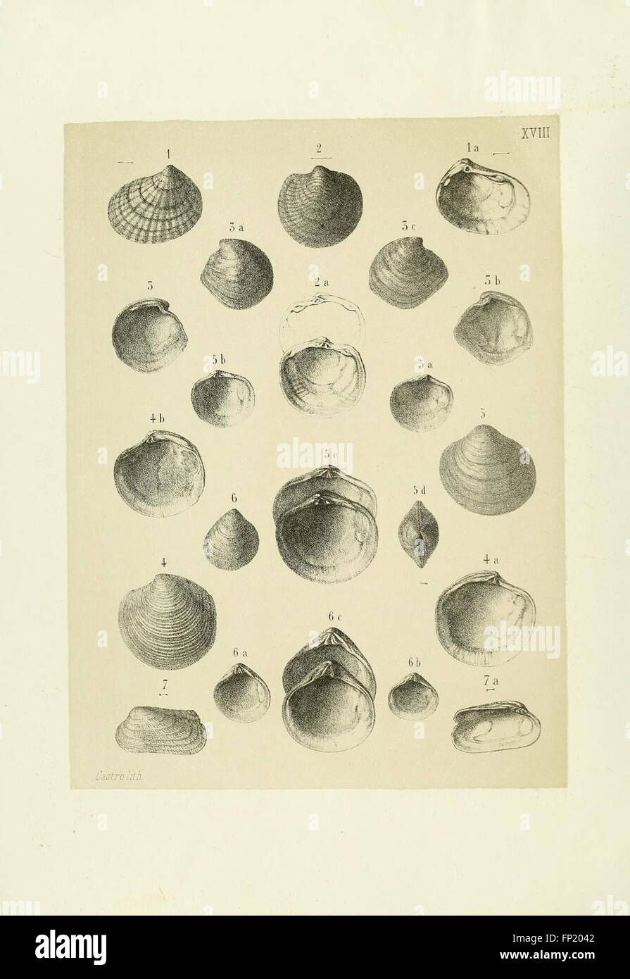 Various adaptations of mollusks hi-res stock photography and images - Alamy
