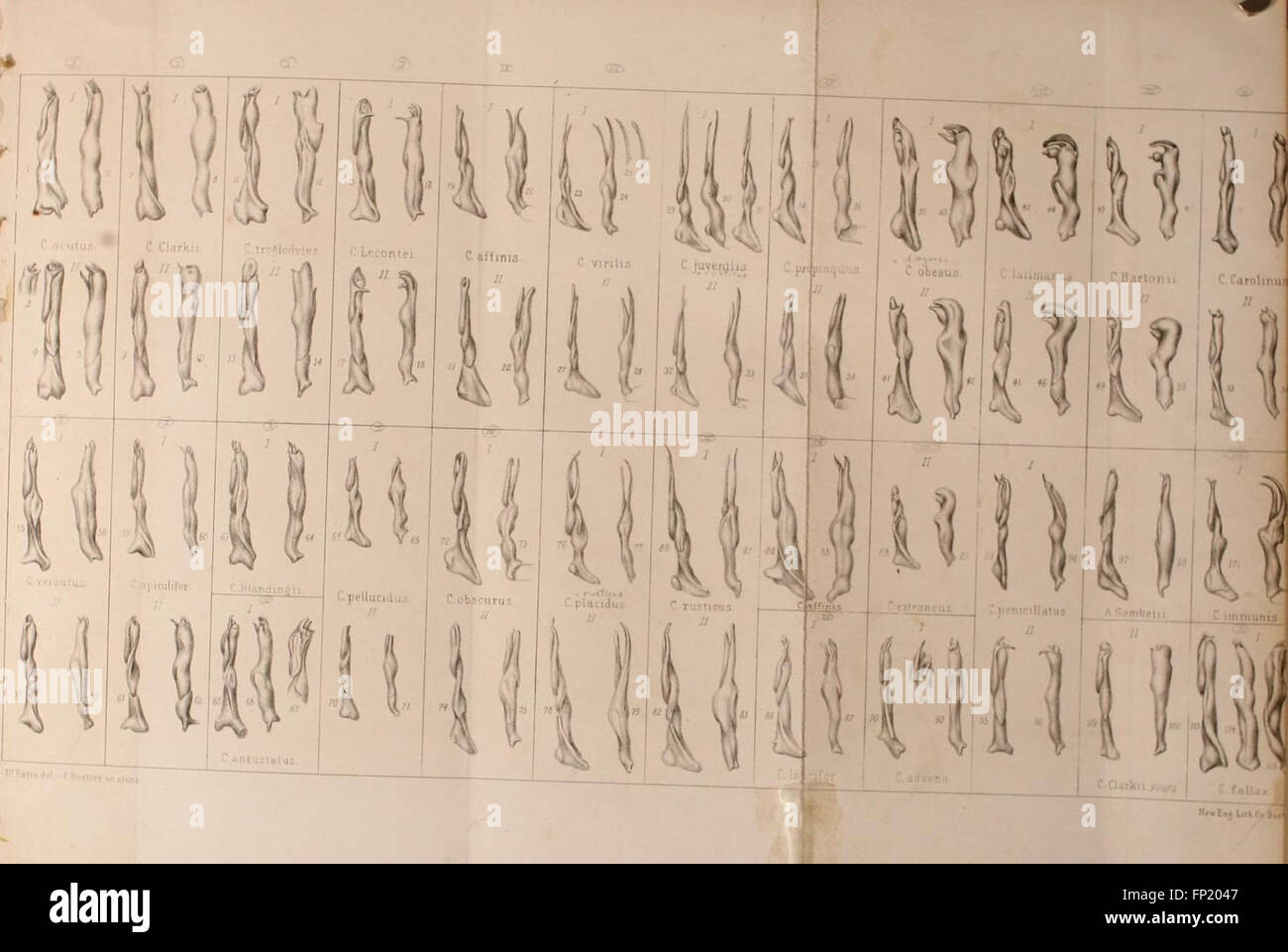 Plate I from the 'Monograph of the North American Astacidae' provides ...