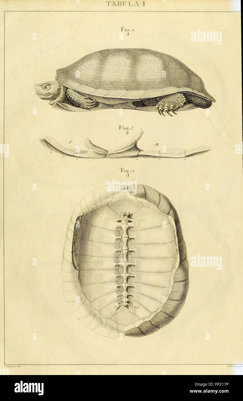 'Anatome Testudinis Europaeae' (Tabula I) presents detailed anatomical ...