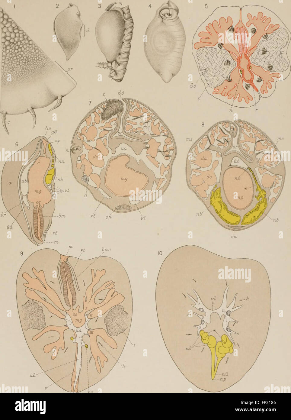 'Natural History' (1908) provides an exploration of diverse species ...