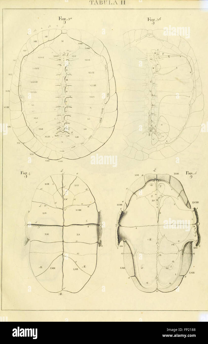 This is a detailed anatomical study of the European tortoise, featuring ...