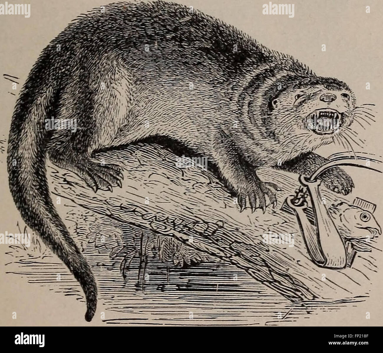 'Natural History of Animals' (1895) provides an extensive exploration ...