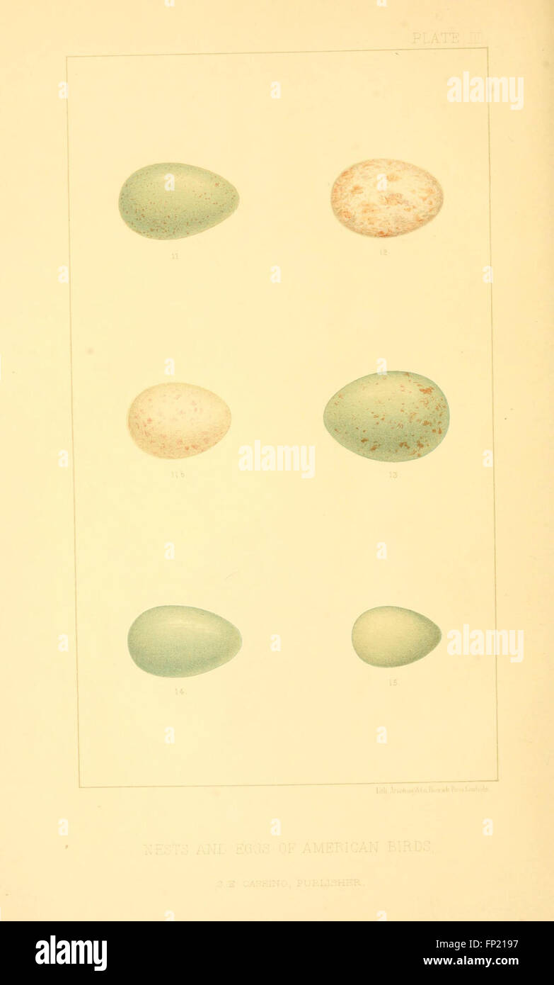 This work on American bird nests and eggs offers detailed illustrations ...