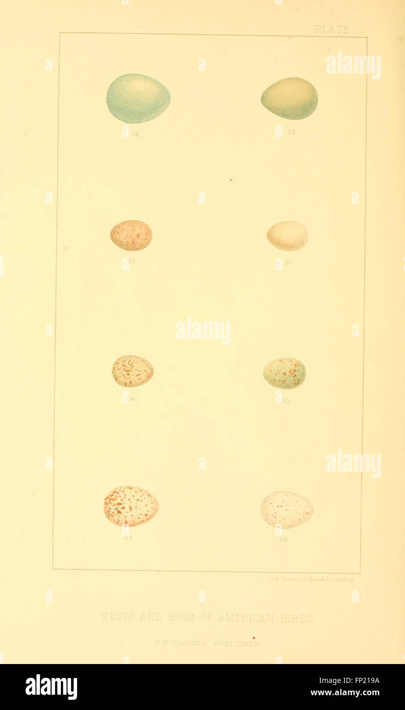 *Nests and Eggs of American Birds* presents detailed illustrations and ...