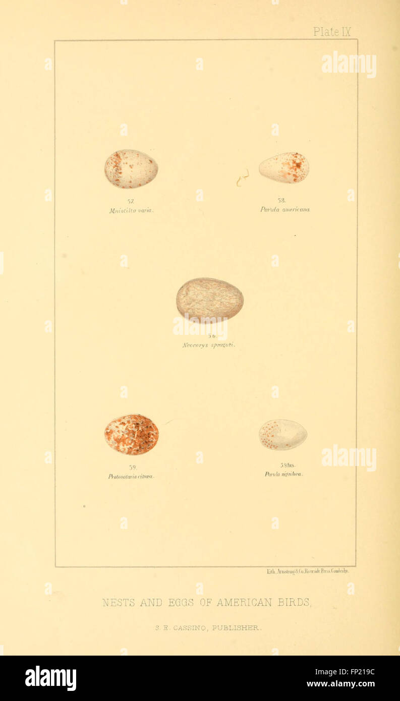 This plate from 'Nests and Eggs of American Birds' showcases various ...