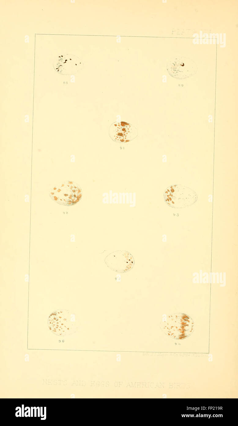 Plate XIII of 'Nests and Eggs of American Birds' presents detailed ...