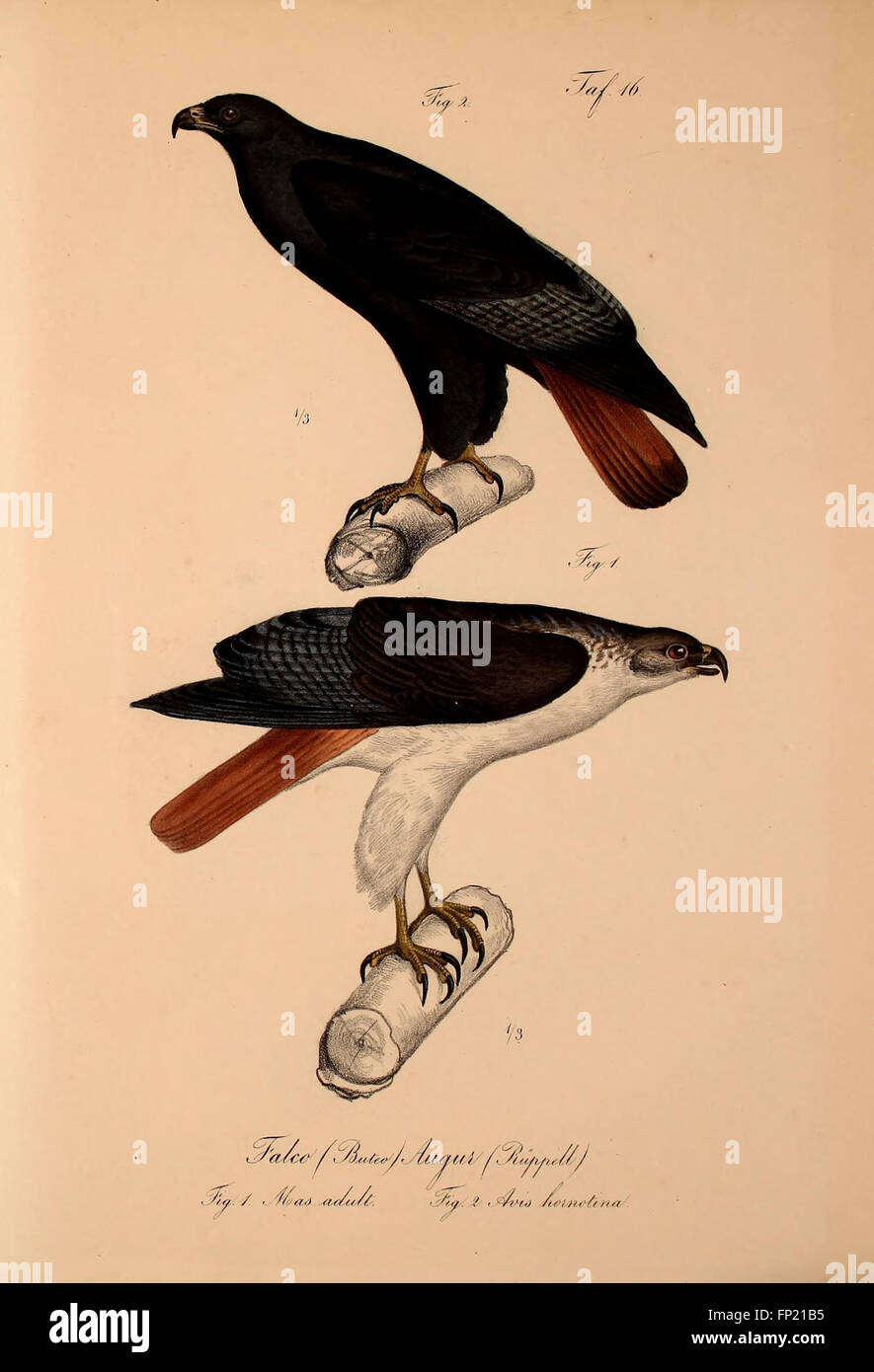 This German text introduces new vertebrate species discovered in ...