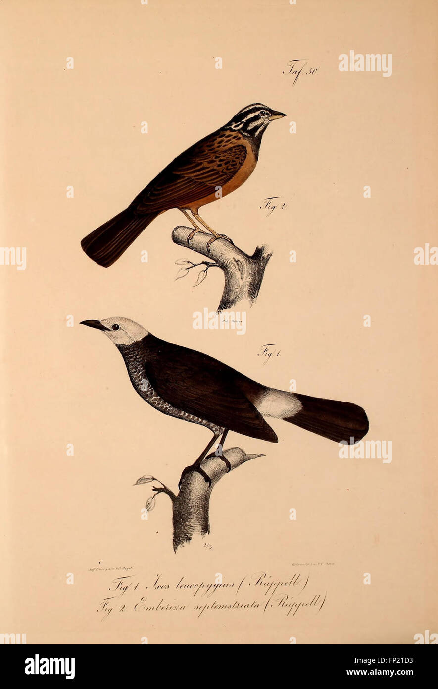 This work introduces new vertebrates discovered in the fauna of ...