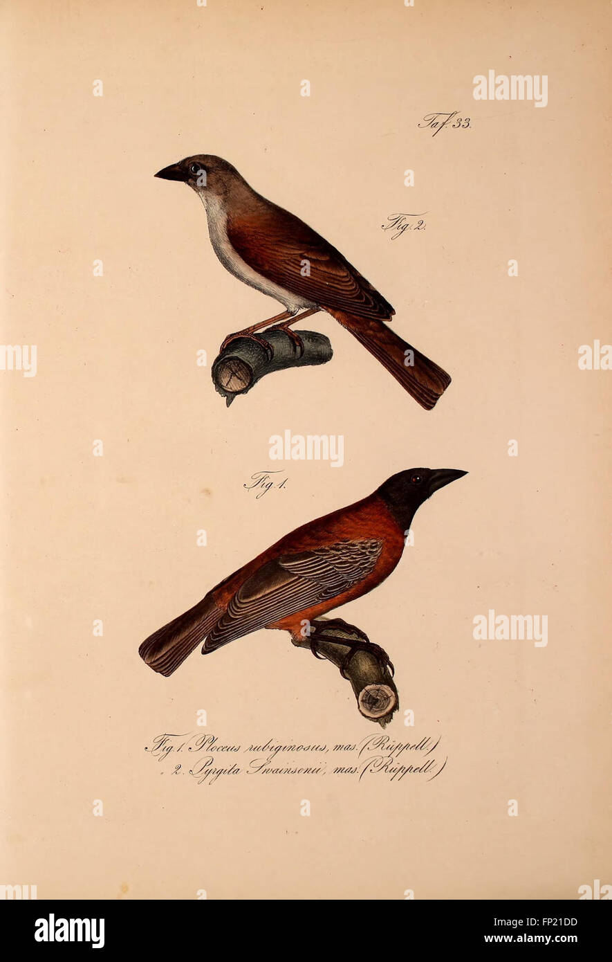 This work provides new findings on vertebrates from Abyssinia (modern ...