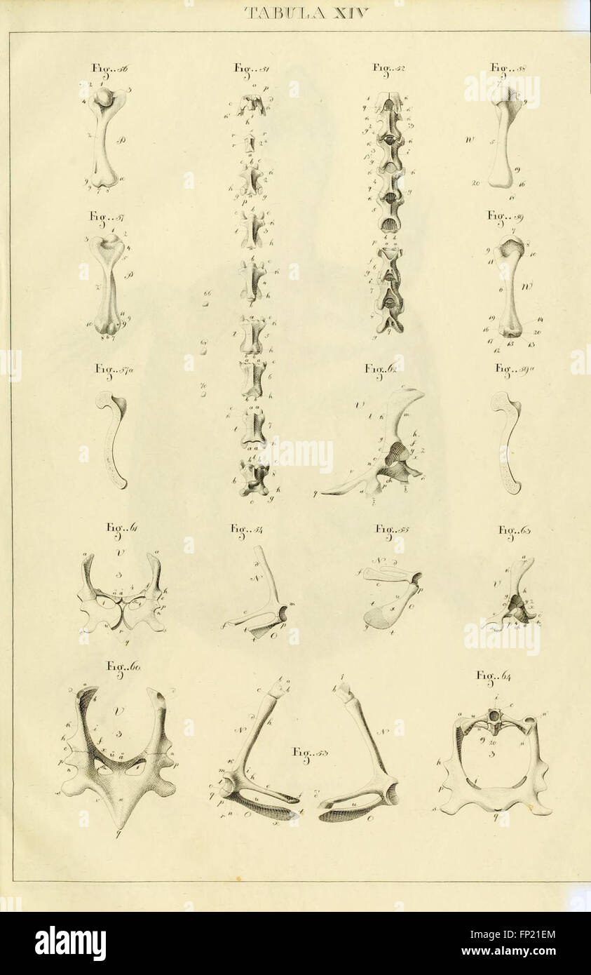 This illustration from 'Anatome testudinis Europaeae' (European turtle ...