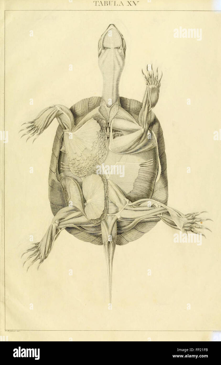 A detailed anatomical illustration of the European tortoise, presented ...