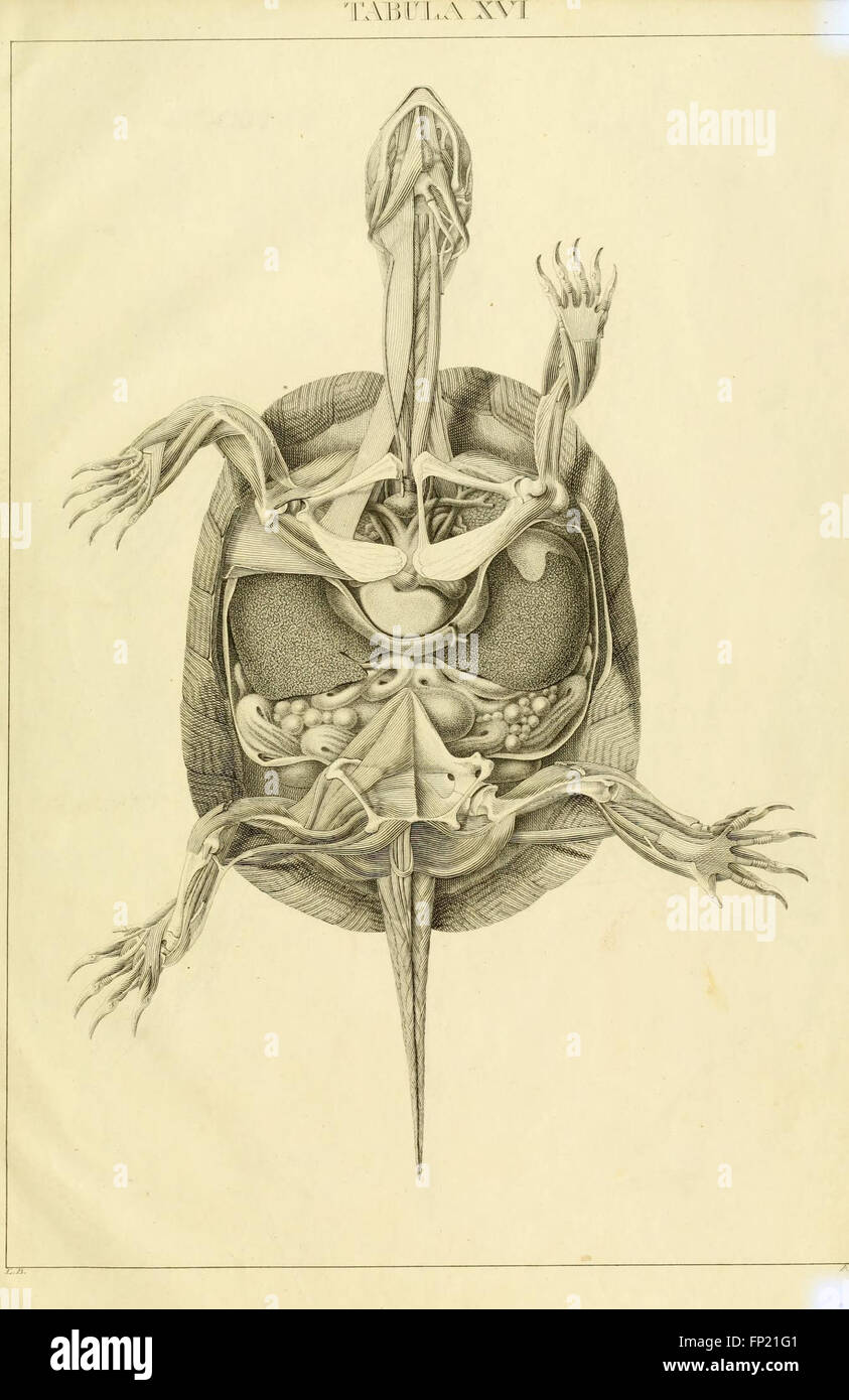 'Anatome Testudinis Europaeae' (Anatomy of the European Tortoise ...