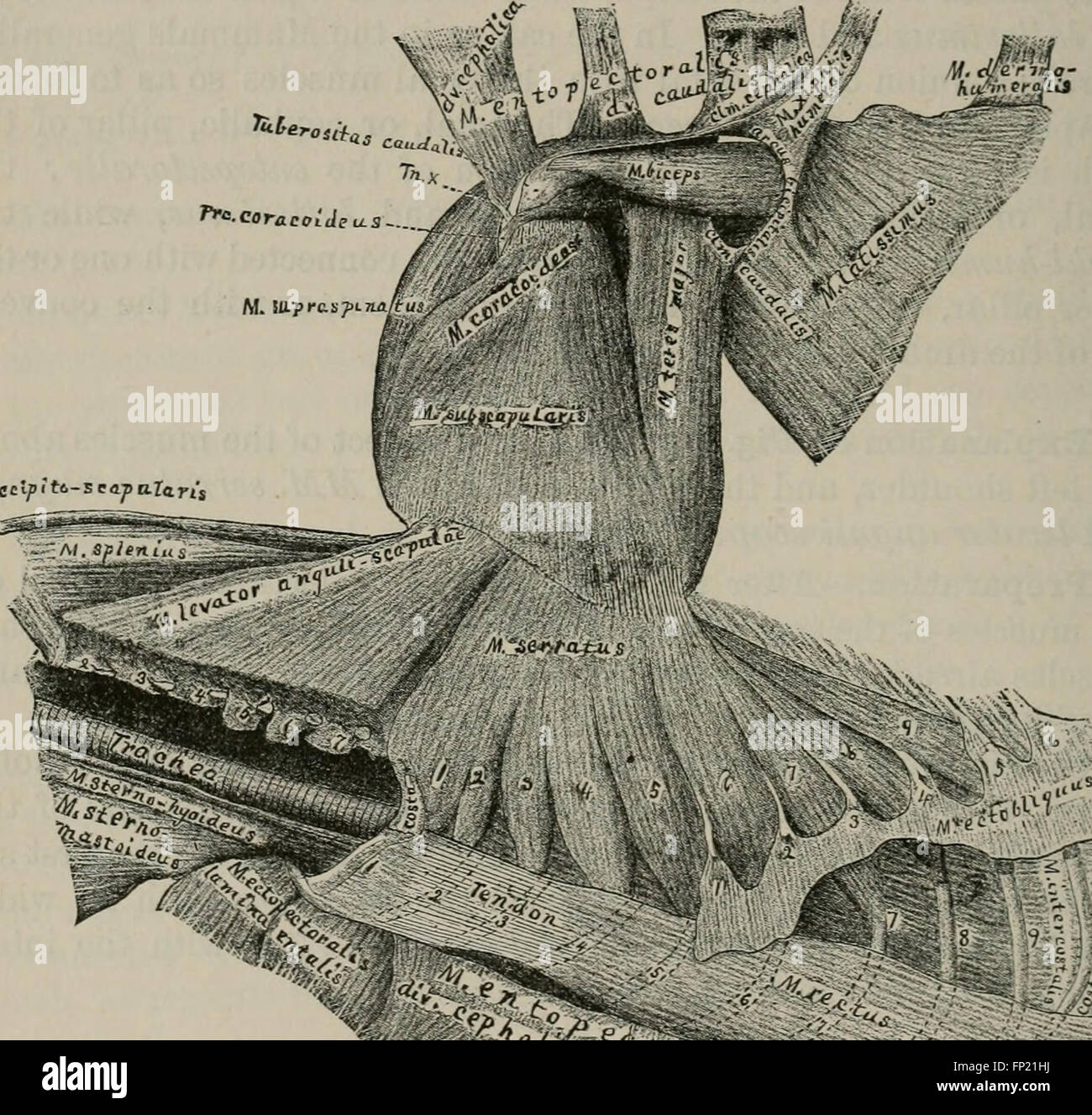 This 1882 work introduces the application of anatomical technology in ...