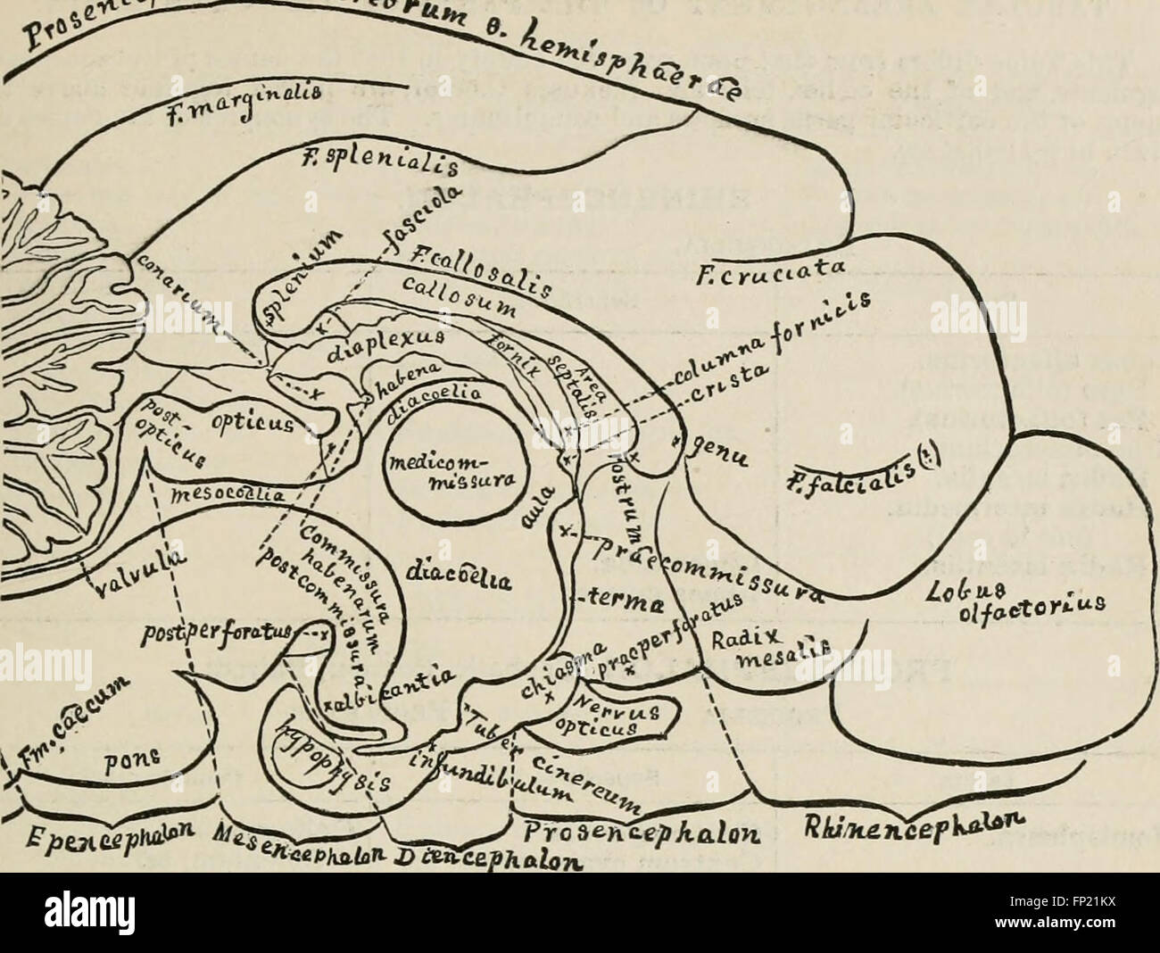 This 1882 work focuses on the anatomical technology of domestic cats ...