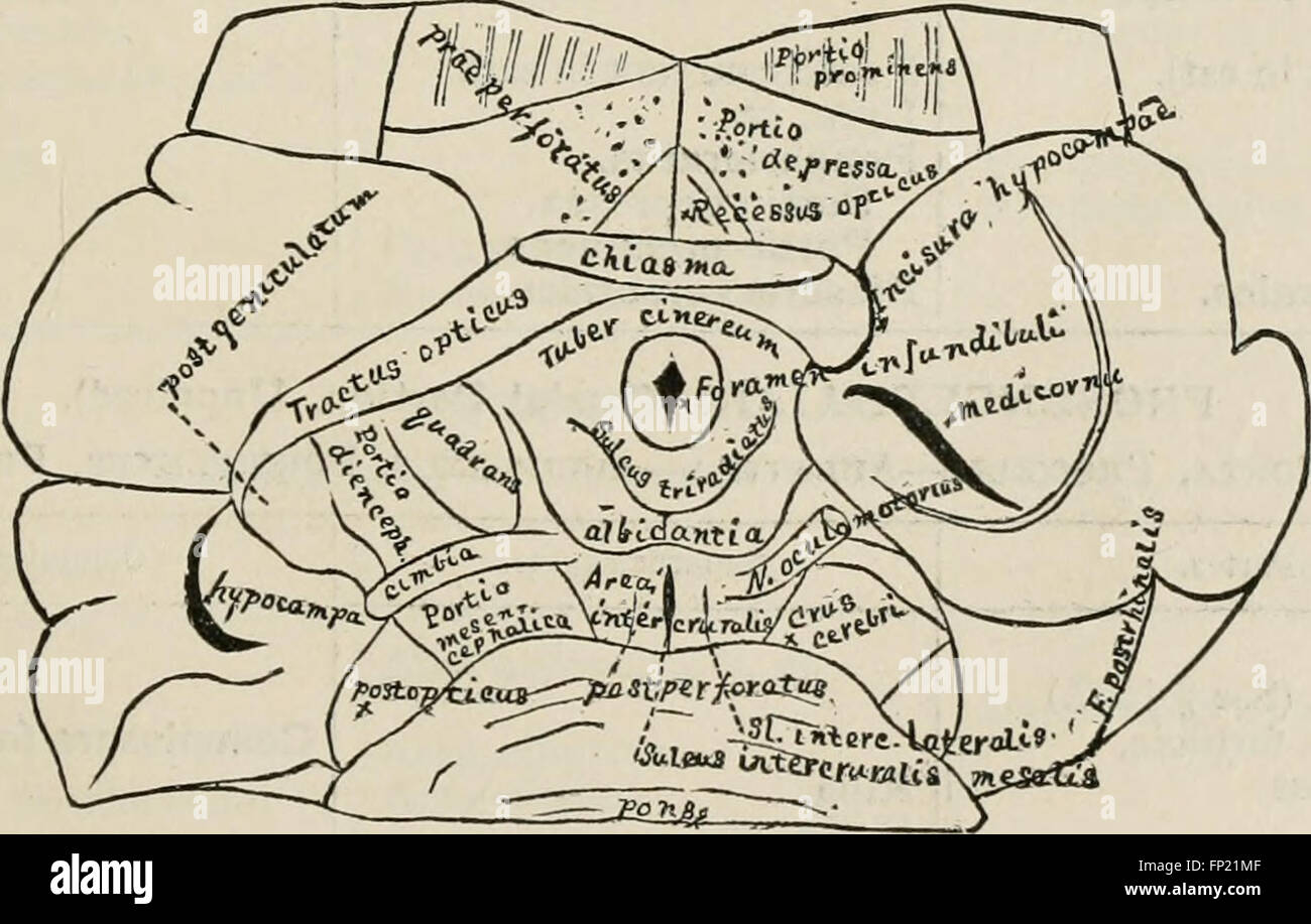 Anatomical technology as applied to the domestic cat; an introduction ...