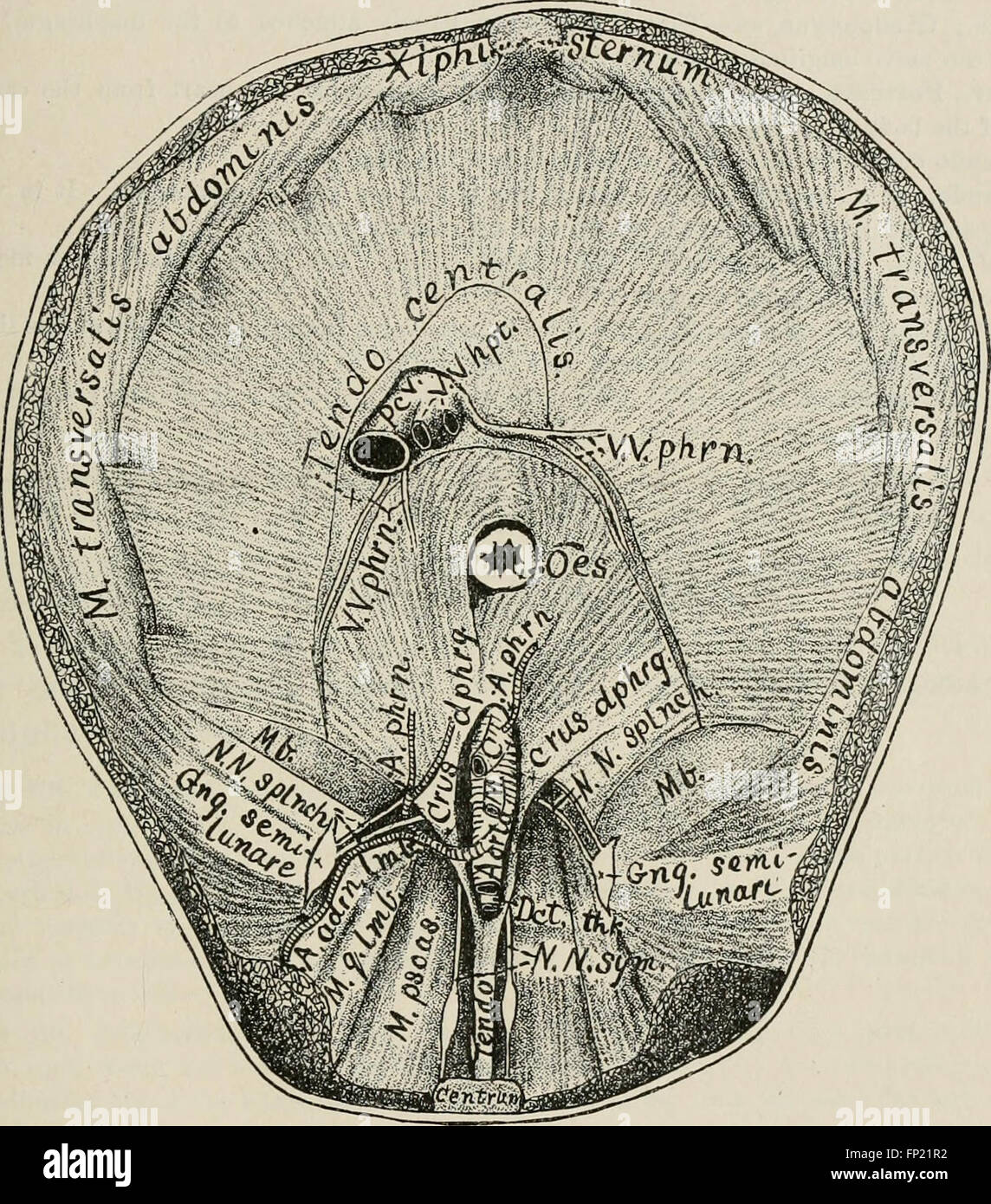 Anatomical technology as applied to the domestic cat; an introduction ...