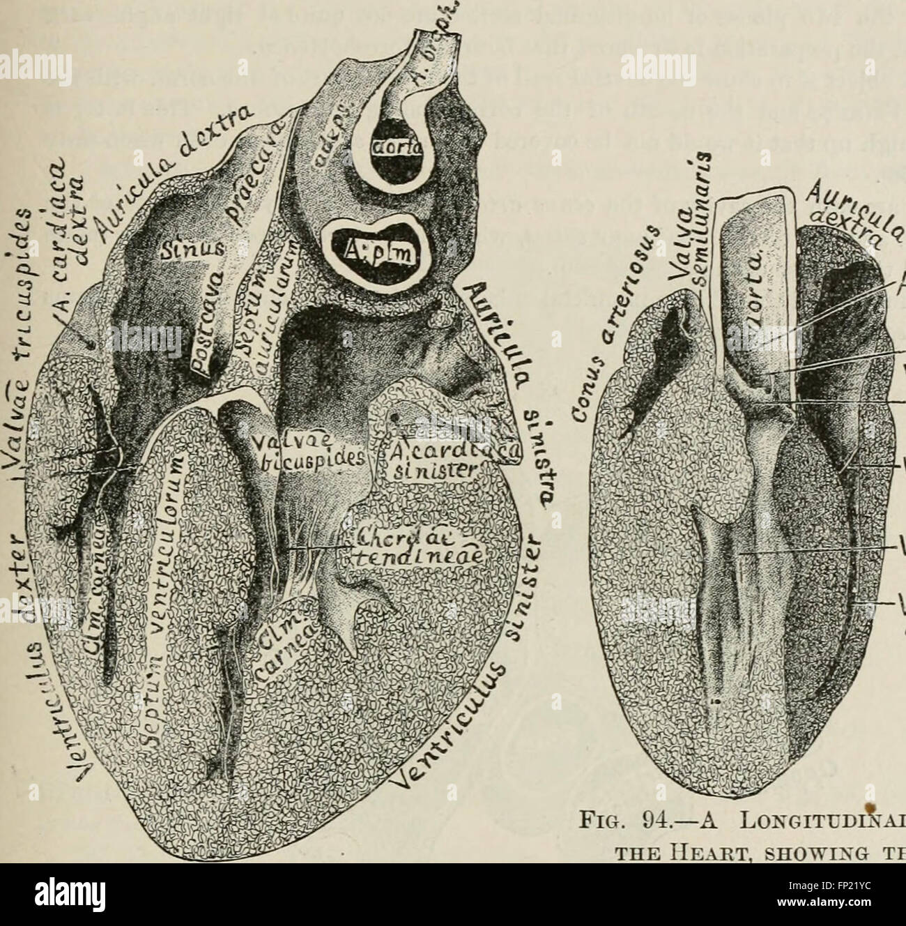 This 1882 work provides a detailed introduction to the anatomy of the ...