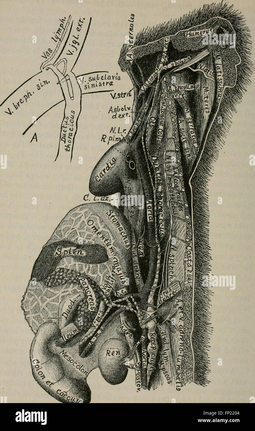 This 1882 work introduces anatomical technology applied to the domestic ...