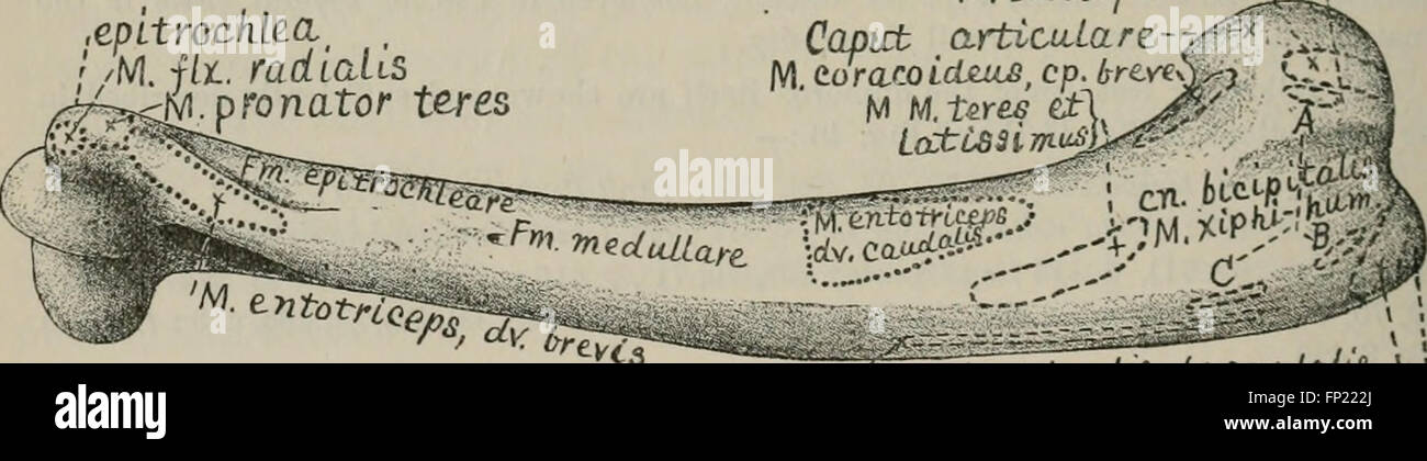 A scientific work examining the anatomy of domestic cats, comparing it ...