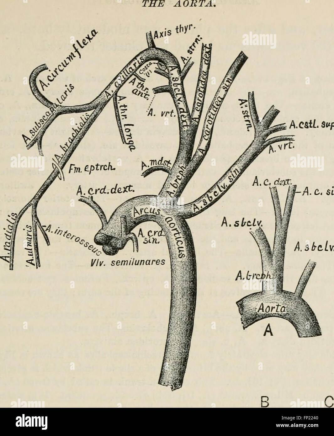 This 1882 work explores the anatomical structure of domestic cats, with ...