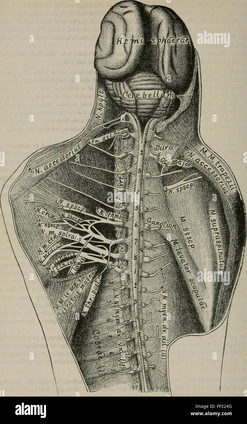 This 1882 work introduces the anatomical study of domestic cats ...