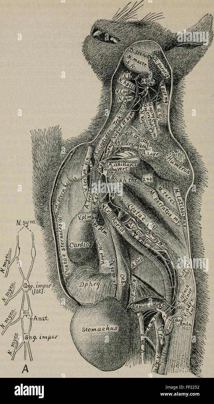 This 1882 work introduces anatomical technology through the study of ...