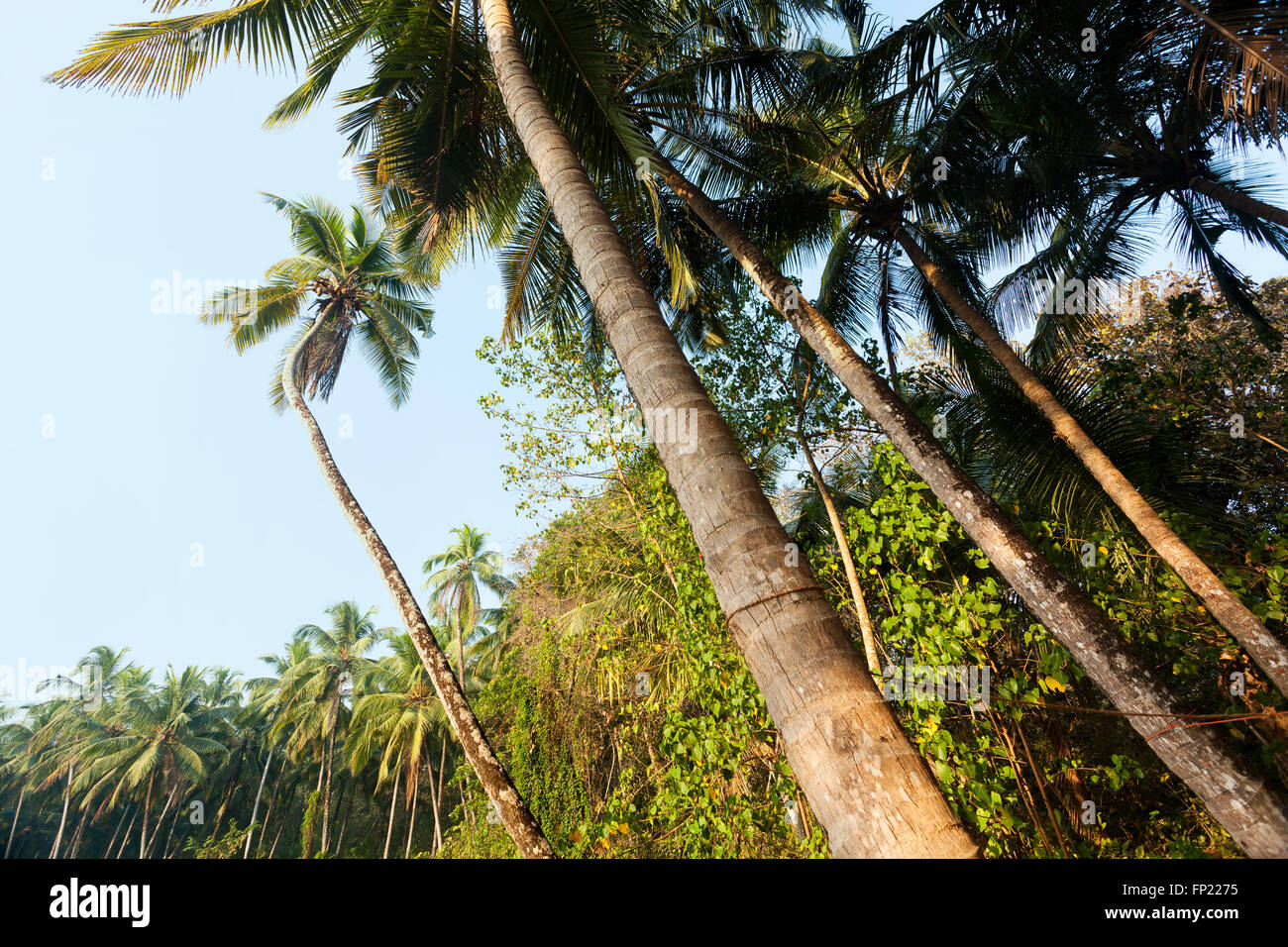 Landscape view goa india hi-res stock photography and images - Alamy