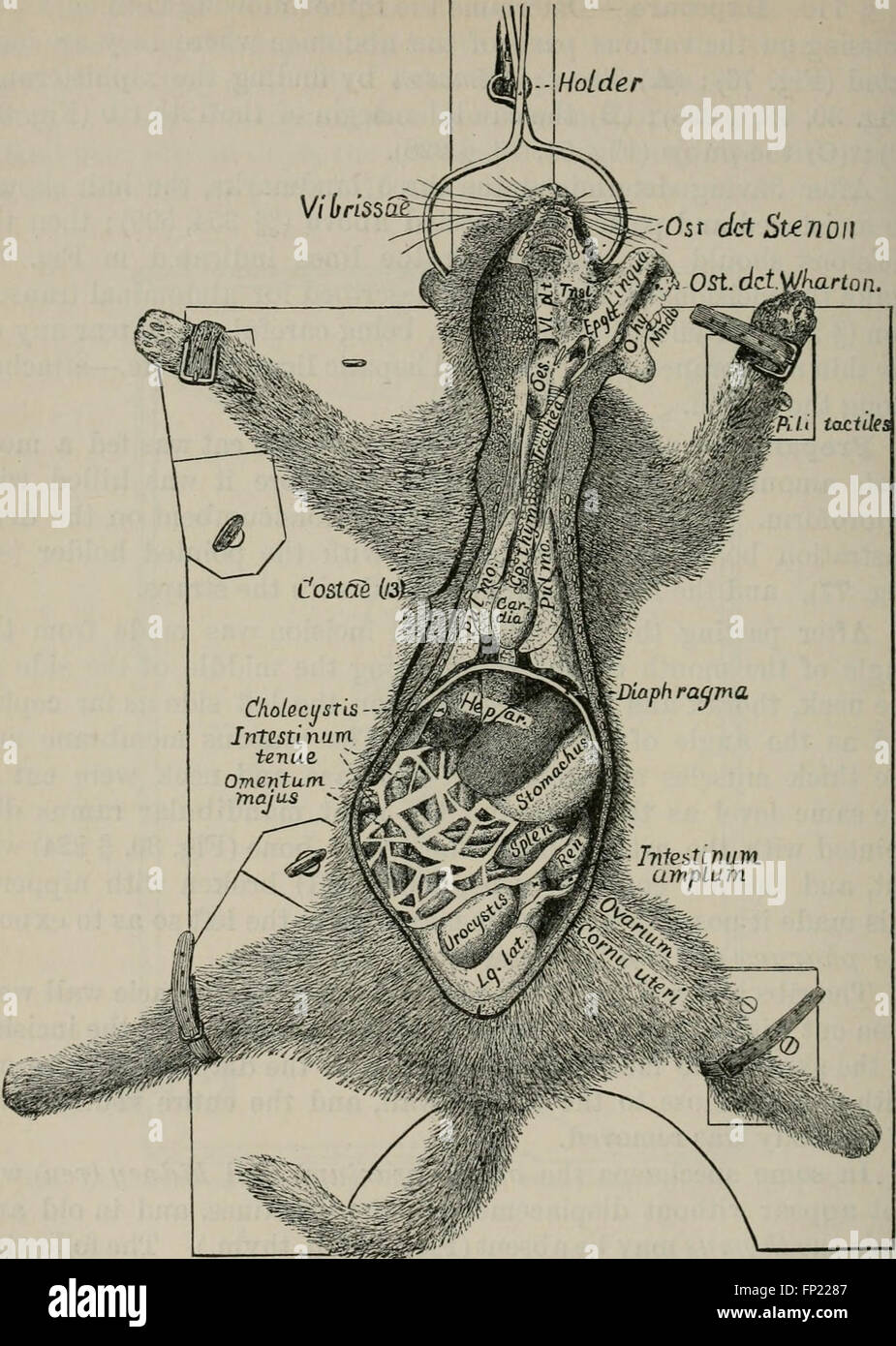 Anatomical technology as applied to the domestic cat; an introduction ...