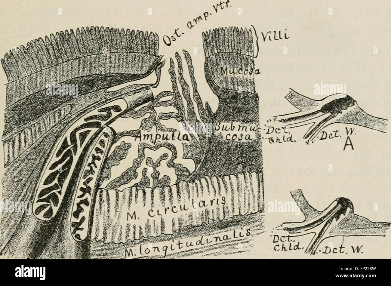 This work focuses on the anatomy of the domestic cat, offering insights ...