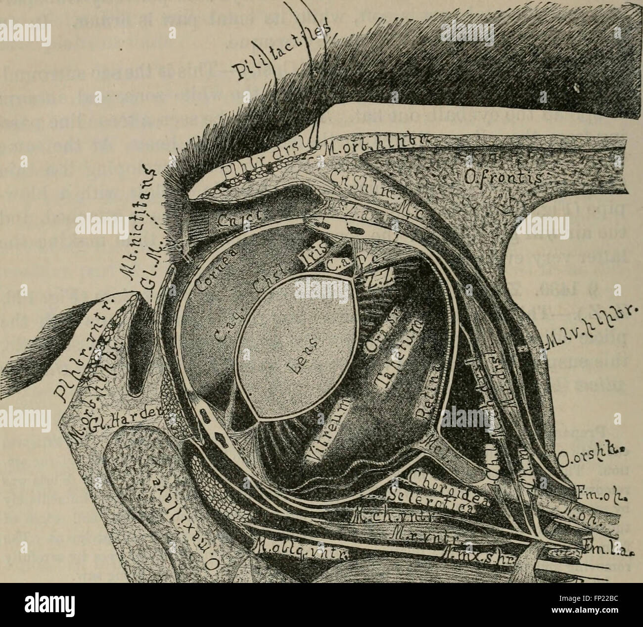 This 1882 work explores the anatomical structure of the domestic cat ...